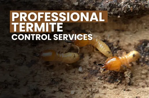 Termite Inspections & Treatments | Termite Control Service Narangba